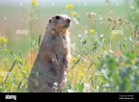 Yellow Ground Squirrel Spermophilus Fulvus Standing In Tall Grass
