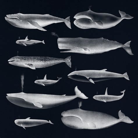 Vintage Whale Illustration Royalty Free Stock Illustration 451795