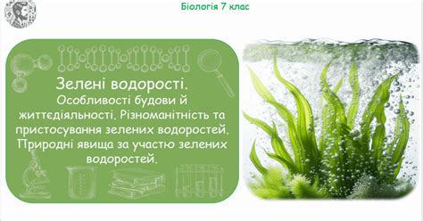 Урок на тему Зелені водорості Особливості будови й життєдіяльності