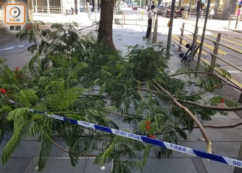 中環鬧市5米樹椏折斷墮下 幸無擊中途人｜即時新聞｜港澳｜oncc東網