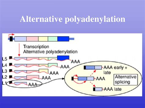Ppt The Pathway Of Gene Expression Powerpoint Presentation Free