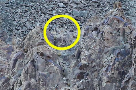 Photographer Clicks Stunning Images Of Snow Leopard With Kill India S Endangered