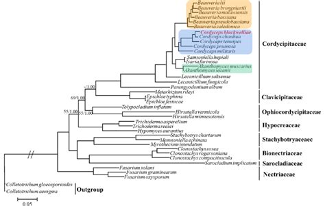 Phylogenetic Analysis Of Hypocreales Species Based On Concatenated