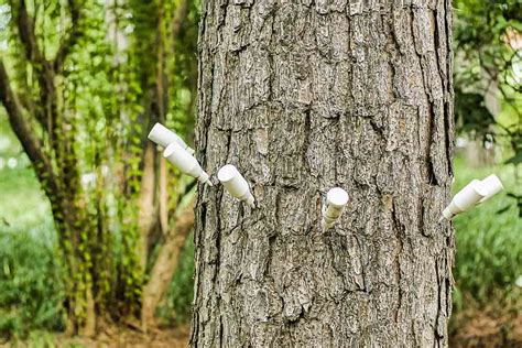 How To Track And Manage Deep Root Feeding And Injections Schedule Arborgold