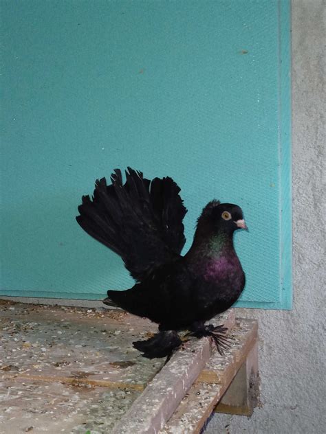 Гълъби Декоративни с Склаве • Olx Bg