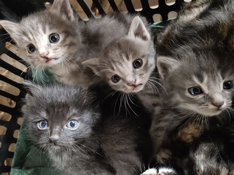 大眼睛 猫 Pixabay上的免费照片 Pixabay