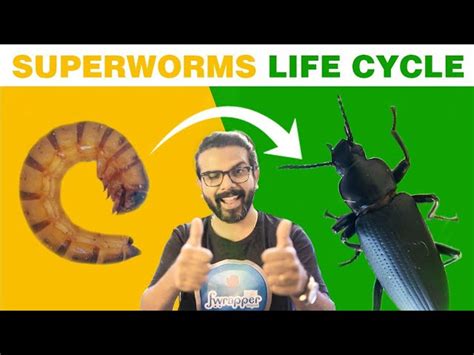 Superworm Life Cycle Scientists Found Superworms That Love Eating