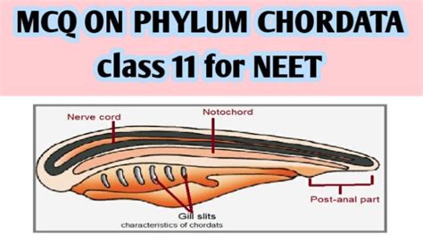 Mcq On Phylum Chordata Class 11 For Neet Biologysir