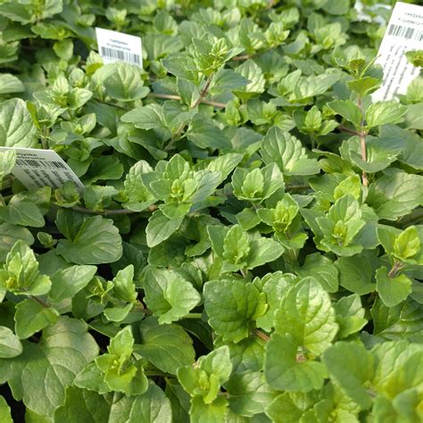 Satureja Douglasii Indian Mint Indian Mint Lundagers Gartneri