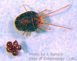 Clover Mites Plant And Pest Diagnostics