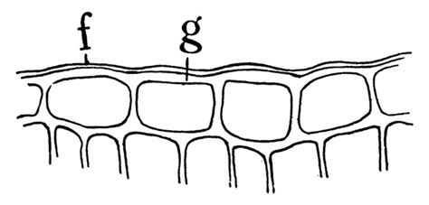 4 Cutin Layer Stock Vectors And Vector Art Shutterstock
