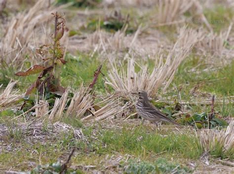 タヒバリを探せ 気楽にとり 鳥撮り 歩き