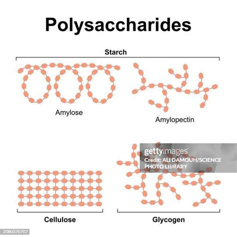 Polysaccharides Illustration High Res Vector Graphic Getty Images