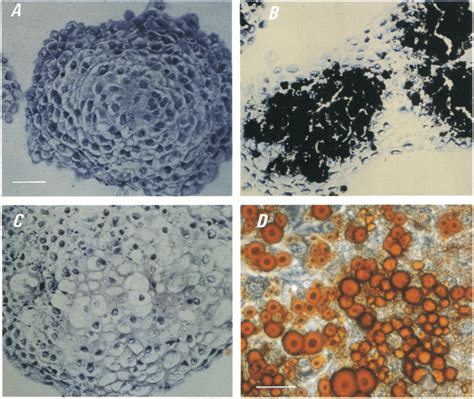 Phenotypic Conversion Of C1 Cells Into Osteocyte Chondrocyte And