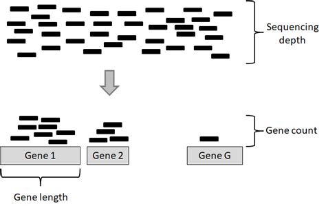 RNAseq Data Analysis Master In Bioinformatics And Omic Data Analysis