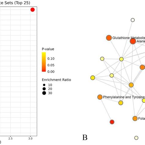 Metabolic Pathways Analysis Of The Metabolites Glucose Alanine Cycle