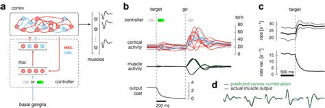 A Network Architecture For Anticipatory Motor Control An Download Scientific Diagram