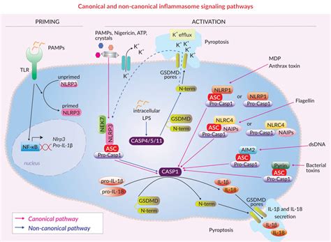 Inflammasome Test Cells Invivogen