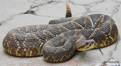 Multiple Mononeuropathy Following Crotalid Envenomation A Case Report