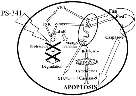 Schematic Diagram Of Apoptotic Pathways Activated By Ps 341 Inhibition