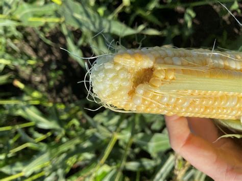 Far Research Fall Armyworm Update 31 March 2023