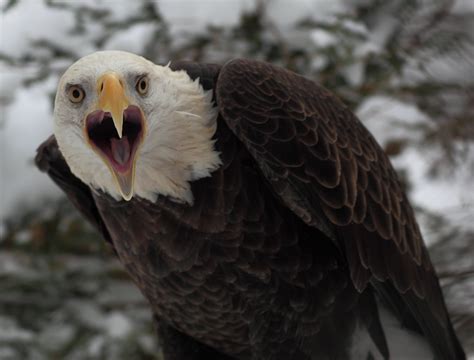 Bald Eagle Screech Wildlife Free Nature Pictures By Forestwander