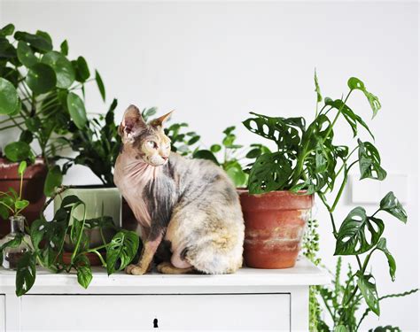 10 Poisonous Indoor Plants For Pet Owners To Avoid Having At Home