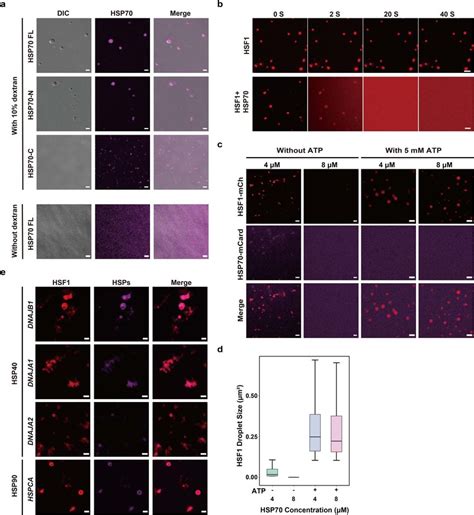 Negative Regulation Of Hsf1 Phase Separation During Hs Is Download