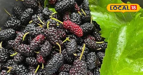एक अकेला फल कई बीमारियों का काल सिर्फ 2 महीने मिलता है डायबिटीज से