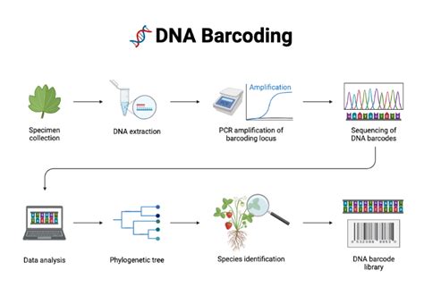 DNA Barcoding BioRender Science Templates