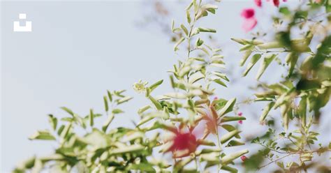 분홍색 꽃이 있는 녹색 잎 식물의 Bokeh 사진 사진 Unsplash의 무료 꽃 이미지