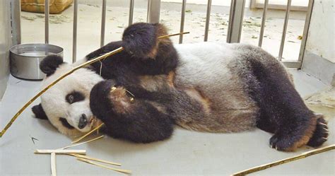 團團病危！農委會稱「中國可拿回去」 藍委砲轟：不負責任 生活 Ctwant