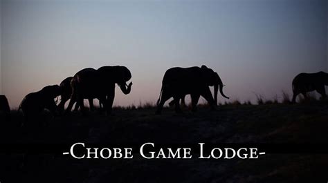 Chobe Game Lodge Explore The Iconic Safari Experience In Chobe