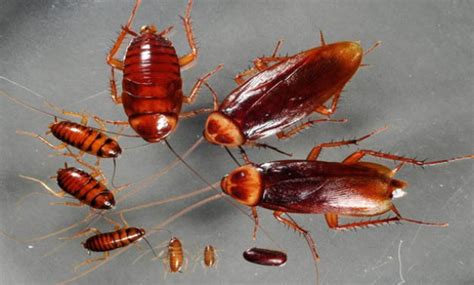Cockroach Control Services Cockroach Service Using Gel Service Master Durban