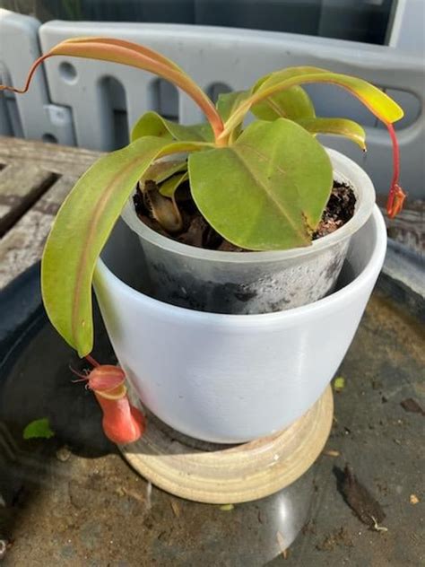 Am I Overdoing It Rcarnivorousplants
