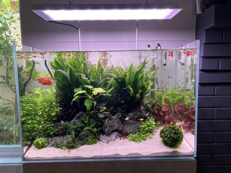 Aquascaping With Decorative Sand Transform Your Aquarium Today Top
