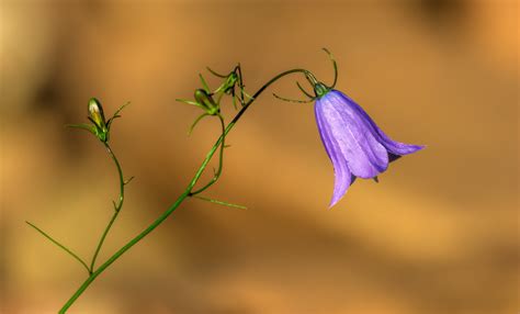 Wildflower Watercolour Painting Instruction Step By Step The Devon