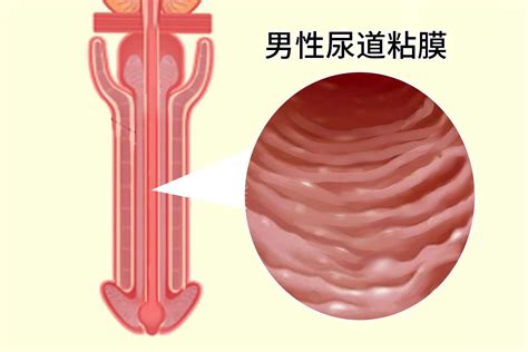 男性尿道解剖图39健康网精编内容