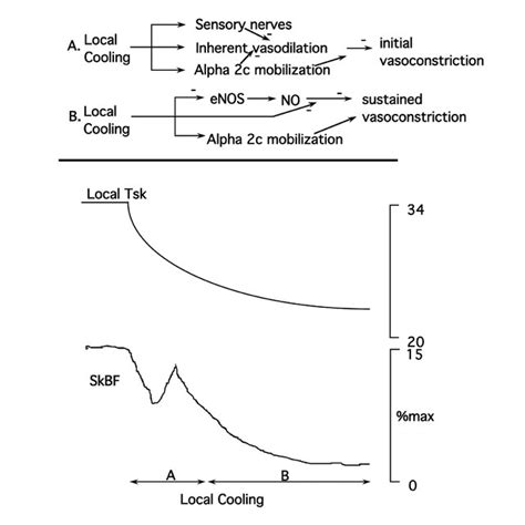 Cutaneous Vasoconstrictor Response To Local Skin Cooling Below