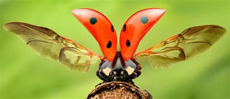 A Ladybug With Its Wings Unfurled Mostbeautiful