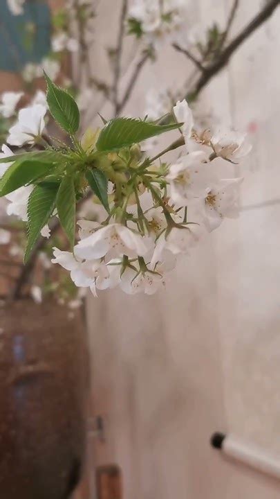 古筝《画》 Youtube