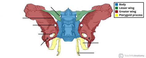 Sphenoid Diagram Quizlet