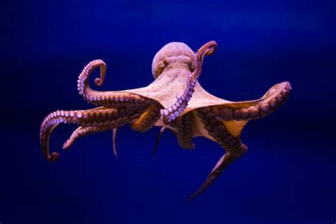 Discover 16 Toothless Animals And What They Have Instead A Z Animals