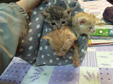 Cuki Kiscicák Gazdit Keresnek KÉpek Kpsvrhu