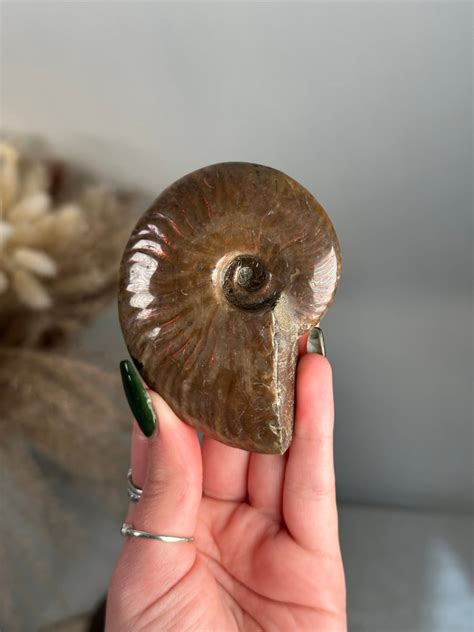 Fossils And Other Items Thewitchespitstop