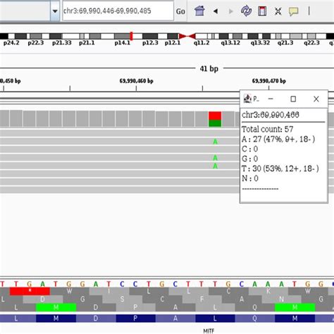 The Bam File Analysis Of The Mitf Gene By Igv In The Proband This Download Scientific Diagram