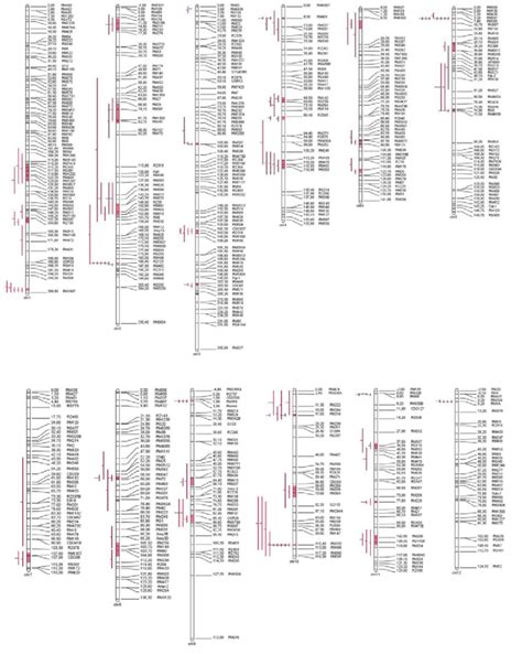 Graphical Representation Of Meta Qtls On Rice Chromosomes Vertical Download Scientific Diagram