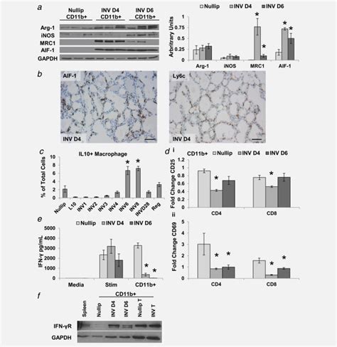 Macrophages From The Involuting Mammary Gland Display Markers Of Immune