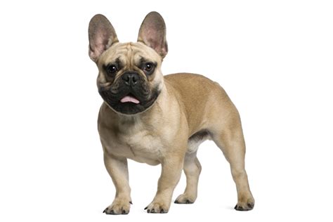 What Is The Number 1 Dog Breed 2018