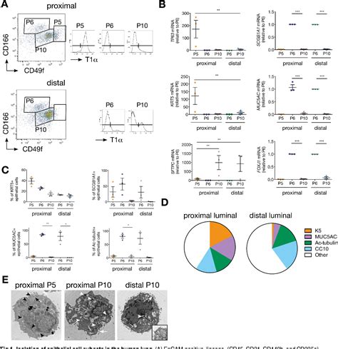 Figure 1 From Lung Basal Stem Cells Rapidly Repair Dna Damage Using The